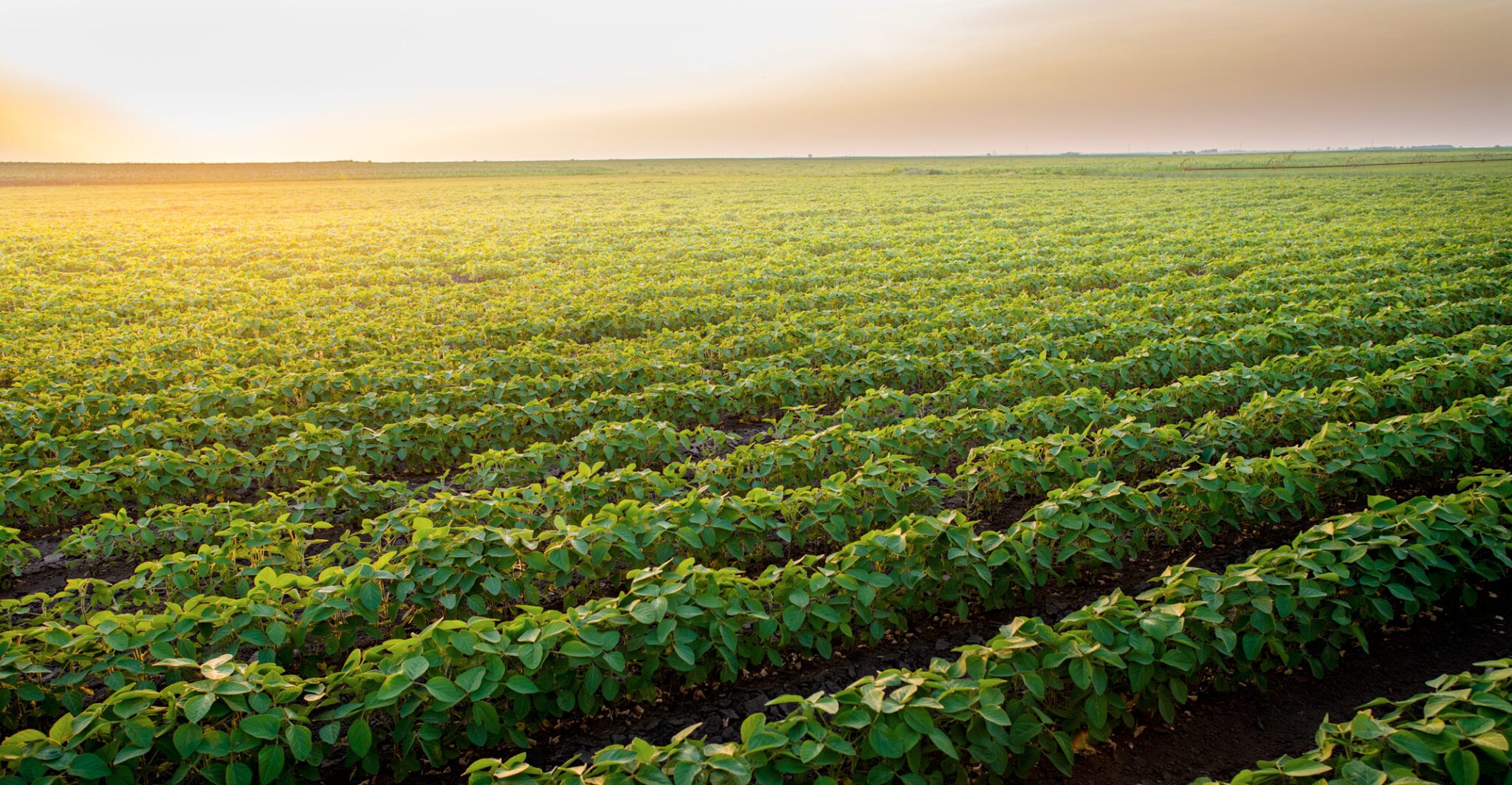 Potato-farm2 - Buya Bamba Limited