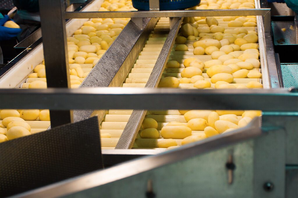 Potatoes-Production - Buya Bamba Limited